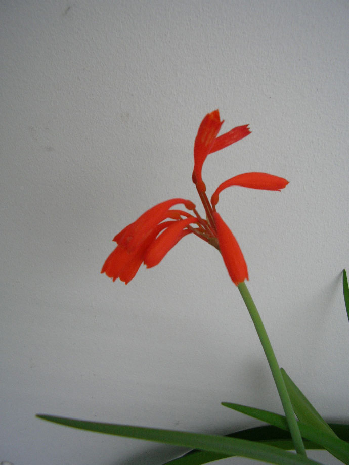 Lilja eller | Odla.nu