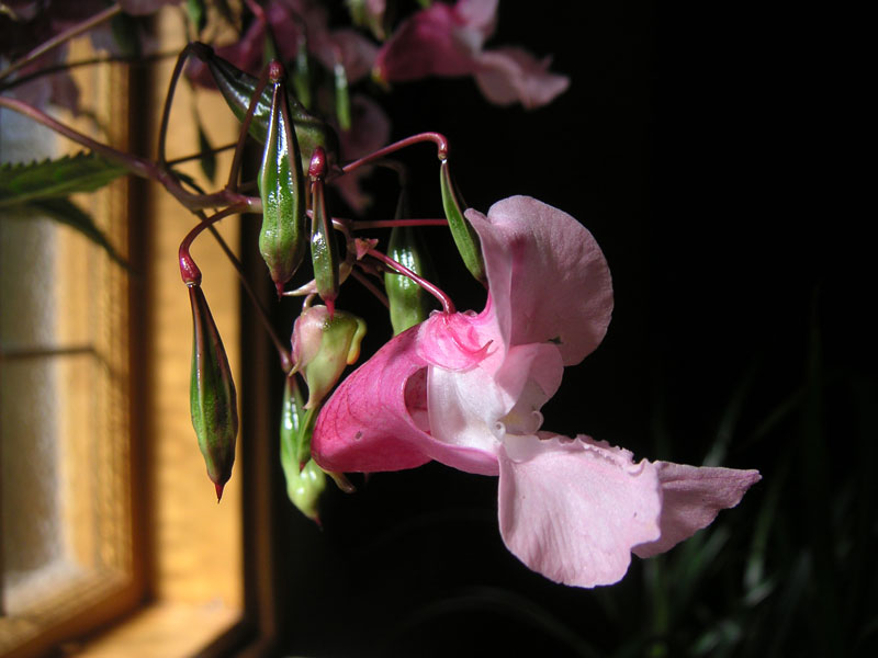 Vacker blomma | Odla.nu