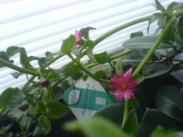 Vad för blomma | Odla.nu