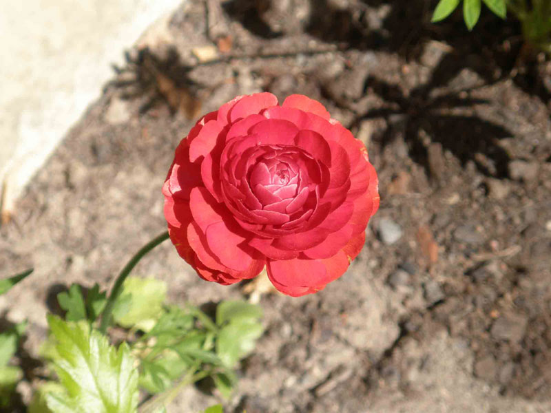 Vilken blomma | Odla.nu