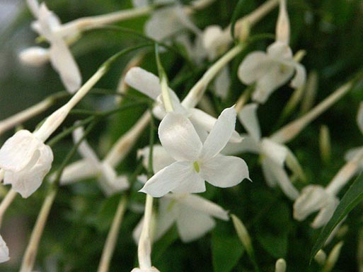 Jasmin - Schersmin | Odla.nu