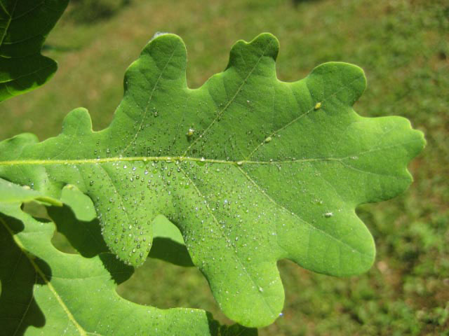 Ohyra på ek | Odla.nu