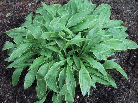 Hosta stiletto | Odla.nu