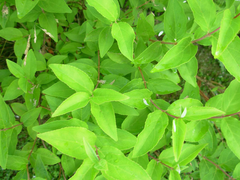 Vad är detta för buskar | Odla.nu