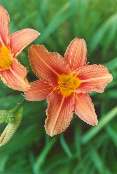 Vad heter dessa växter | Odla.nu