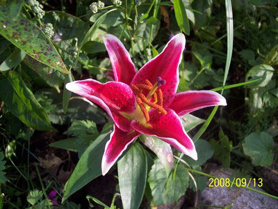 Vacker blomma | Odla.nu