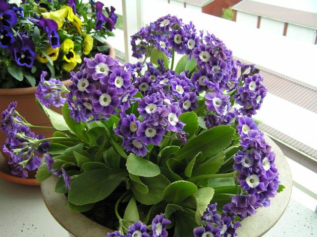 Vad är det för blomma | Odla.nu