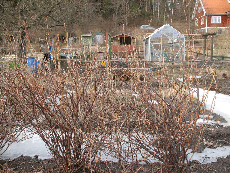 Vad är detta för buske | Odla.nu