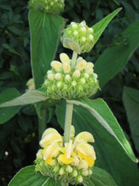 Gul blomma | Odla.nu