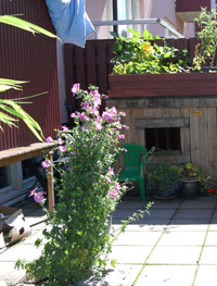 Klippa ner klockmalvan | Odla.nu