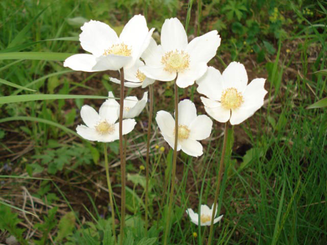 Vacker blomma | Odla.nu