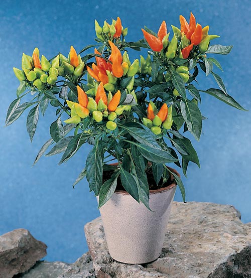 Spansk peppar | Odla.nu