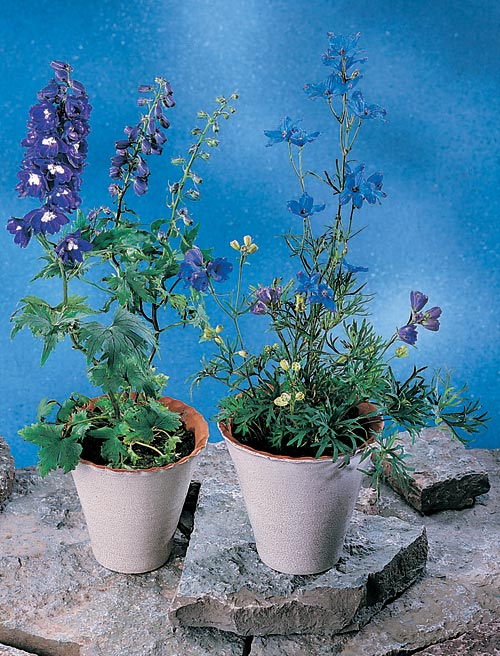 Kinesisk riddarsporre | Odla.nu