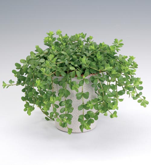 Peperomia deppeana | Odla.nu