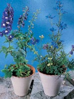 Kinesisk riddarsporre | Odla.nu