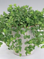 Peperomia deppeana | Odla.nu