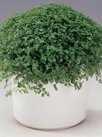 Hemtrevnad | Odla.nu