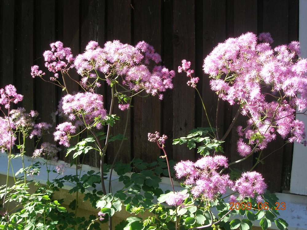 Vilken blomma? | Odla.nu