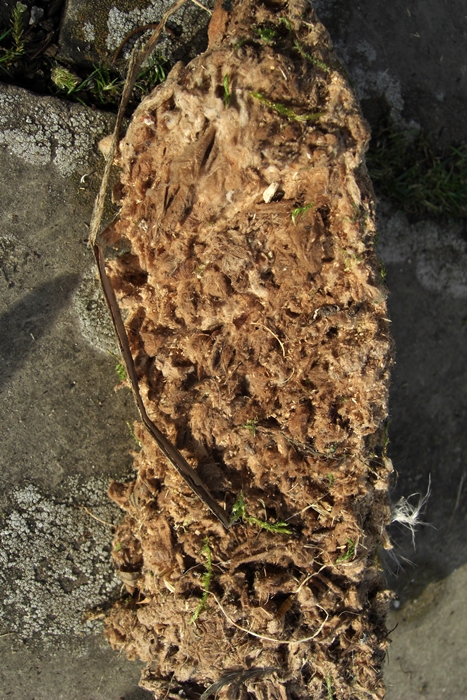 Fågelholksfynd | Odla.nu