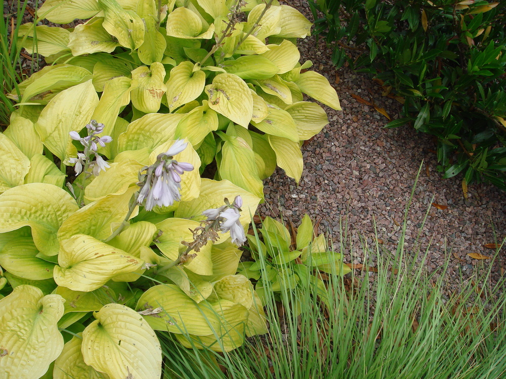 Fråga om funkia | Odla.nu