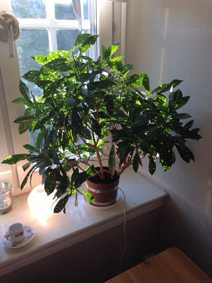 Identifiering av blomma/buske :) | Odla.nu