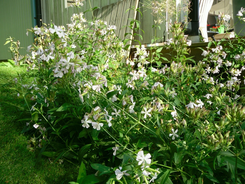 Vad är detta för blomma? | Odla.nu