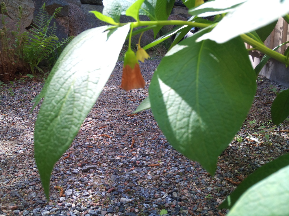 Vad är detta för blomma? | Odla.nu