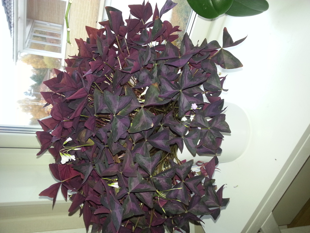 Vilken blomma? | Odla.nu