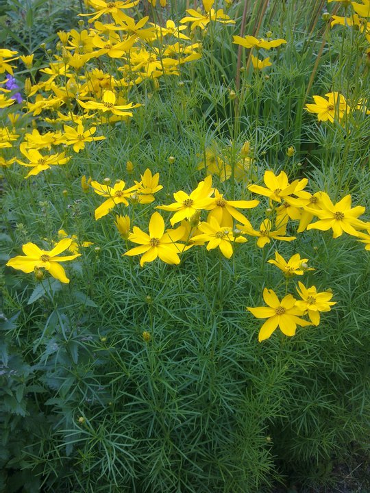 Vad är detta för blomma? | Odla.nu