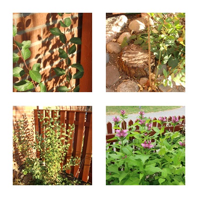 Rotskott från körsbärsträd? | Odla.nu