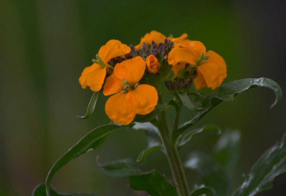 Vad är detta för blomma? | Odla.nu