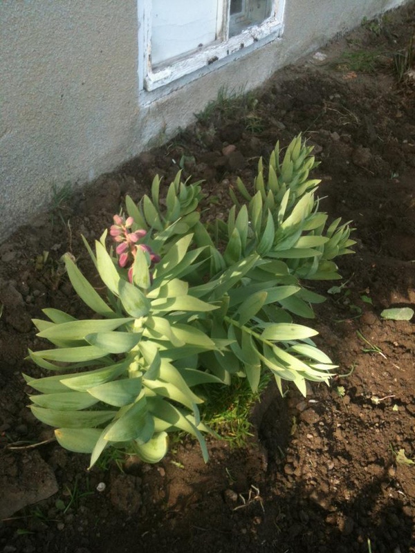 Vad är detta för blomma? | Odla.nu