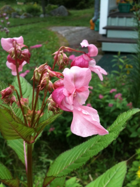 Vilken blomma? | Odla.nu