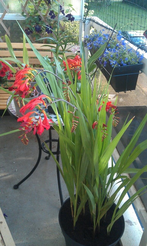 Vilken sorts blomma? | Odla.nu