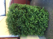 Beskära min häck/buske | Odla.nu