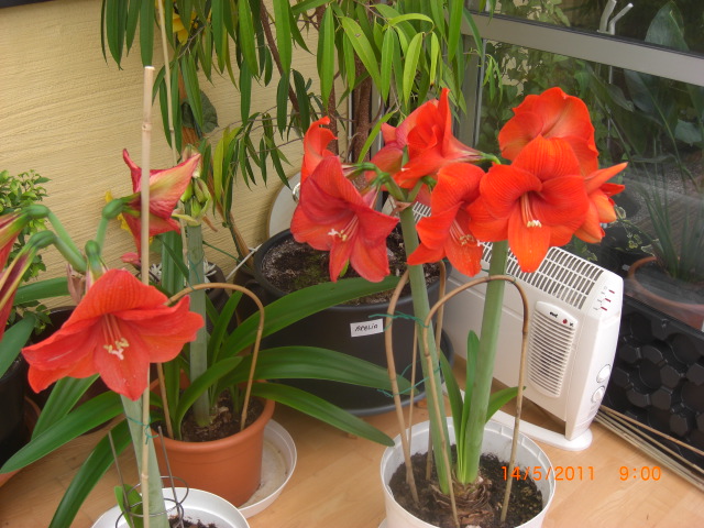 Amaryllis - fröhus | Odla.nu