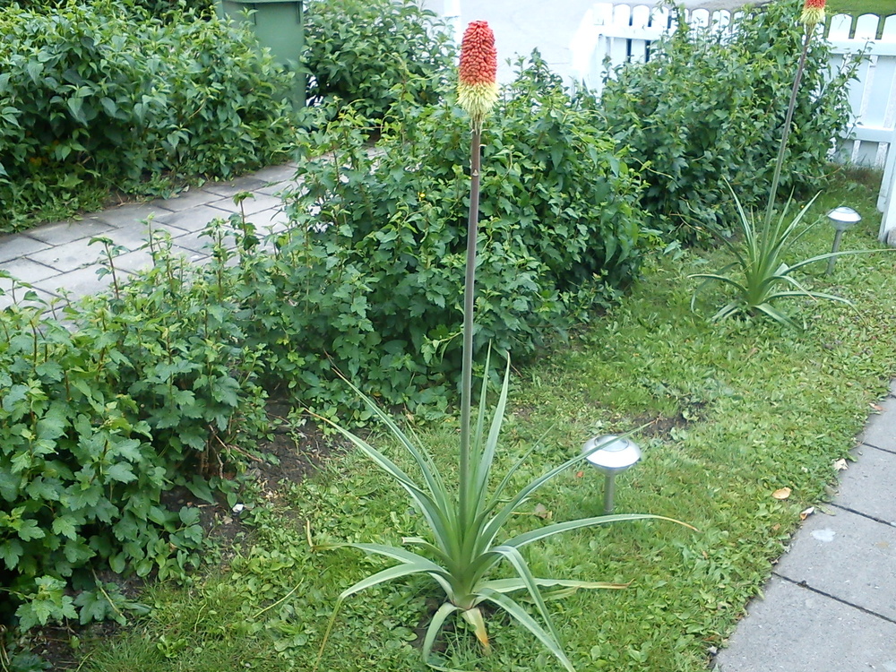 Vilken blomma? | Odla.nu