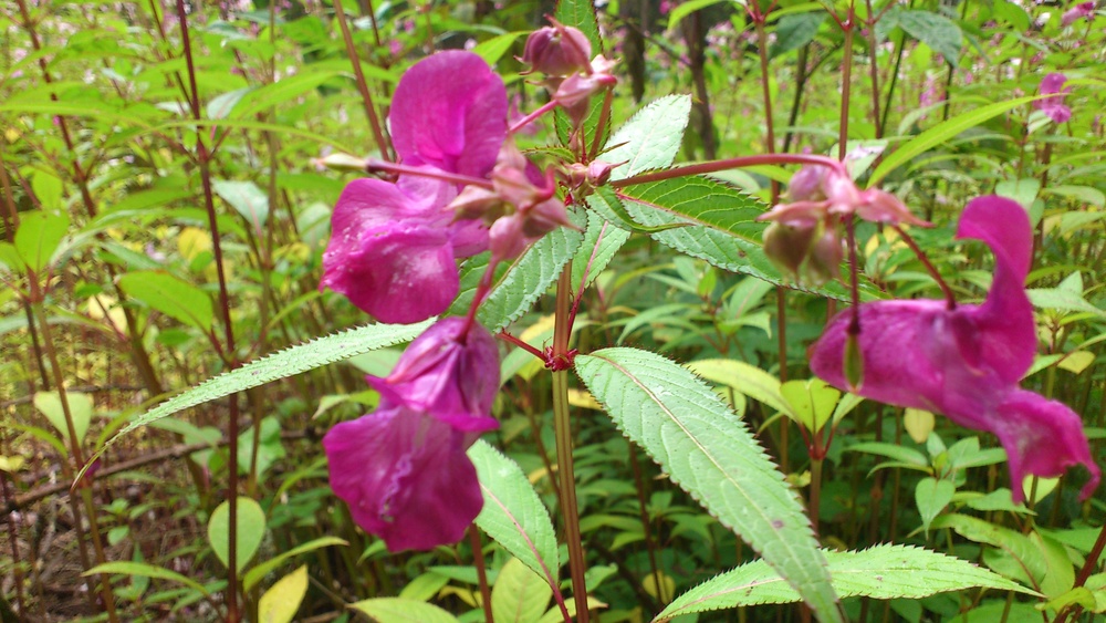 Vilken blomma? | Odla.nu