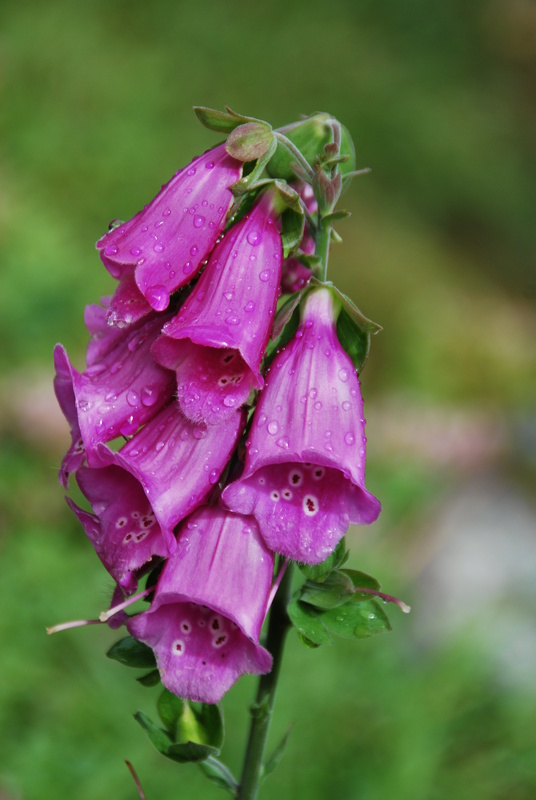 Okänd blomma? | Odla.nu