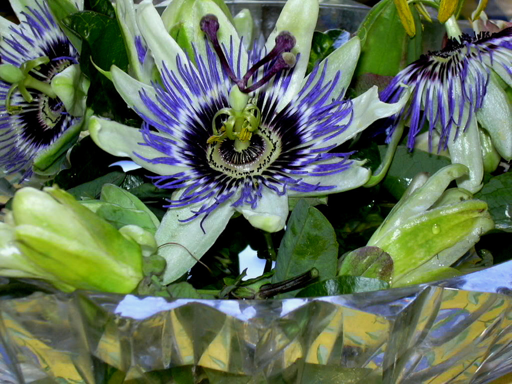 Vad heter blomman? | Odla.nu