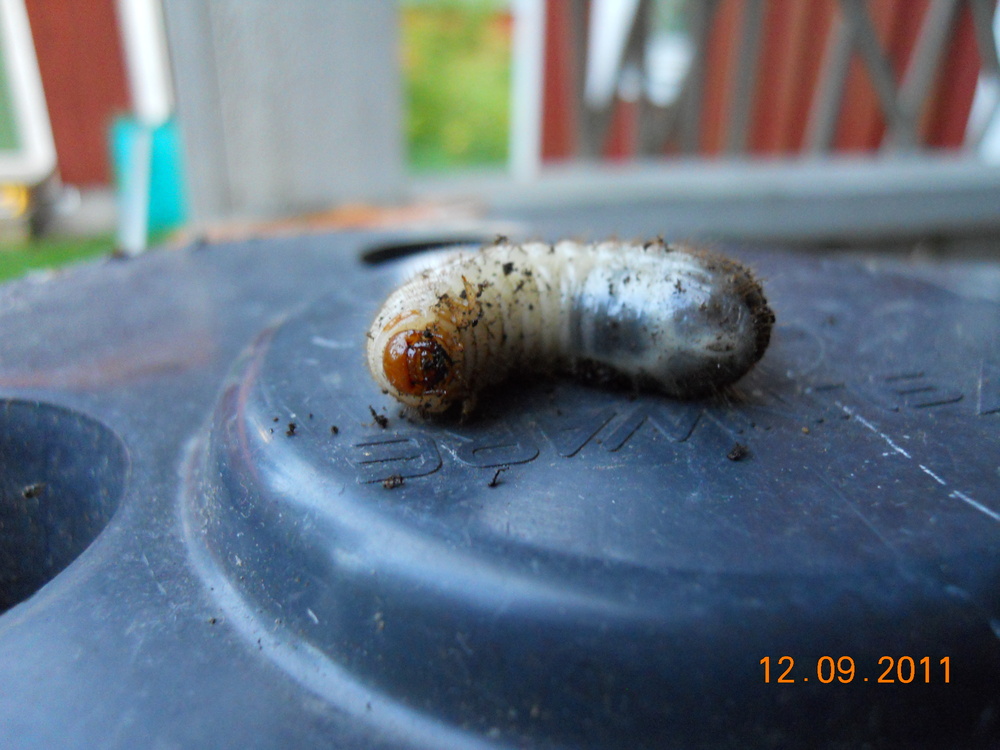 Larver i jorden | Odla.nu