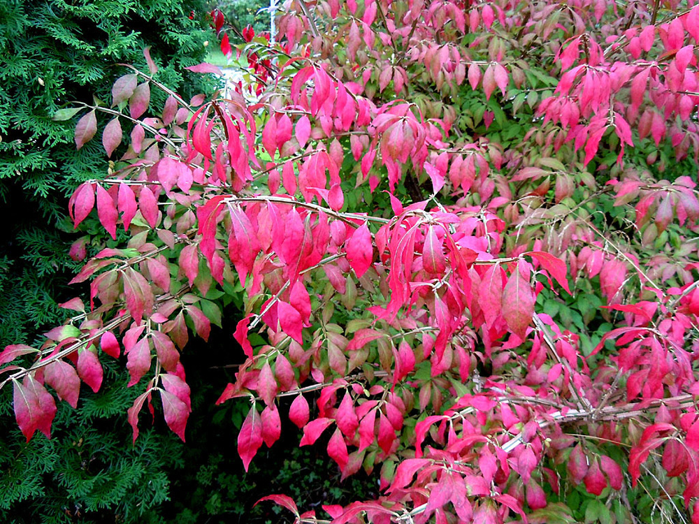 Praktbentry - benved? | Odla.nu