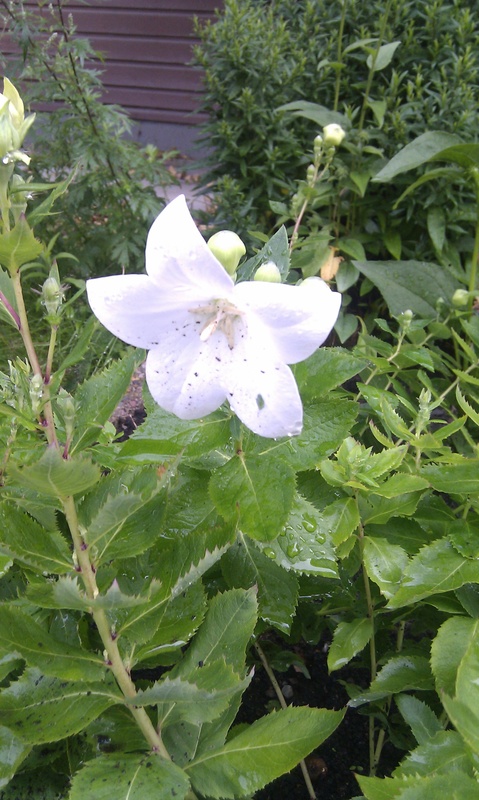 Vad är detta för blomma? | Odla.nu