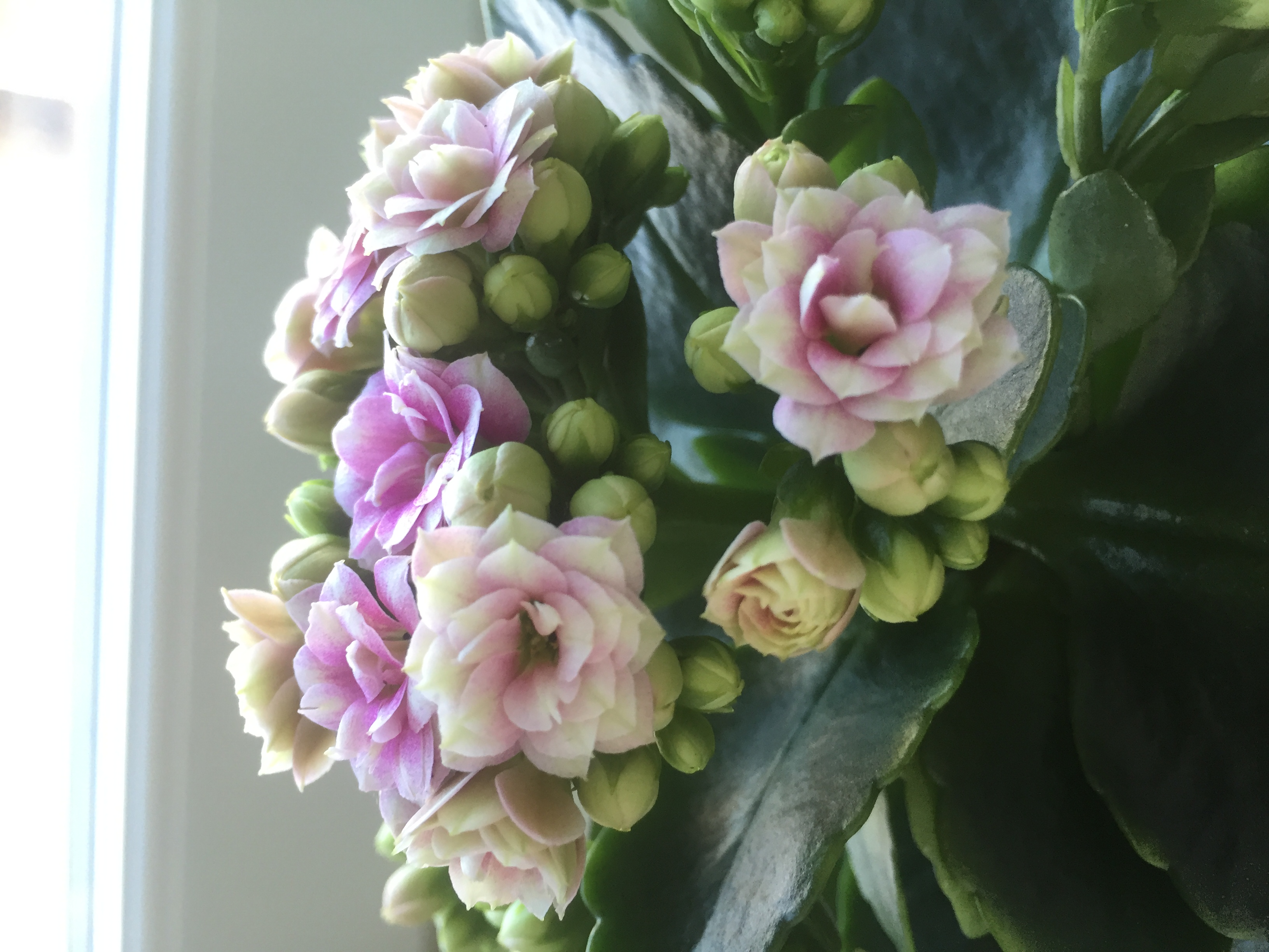 Vad heter denna blomma? | Odla.nu