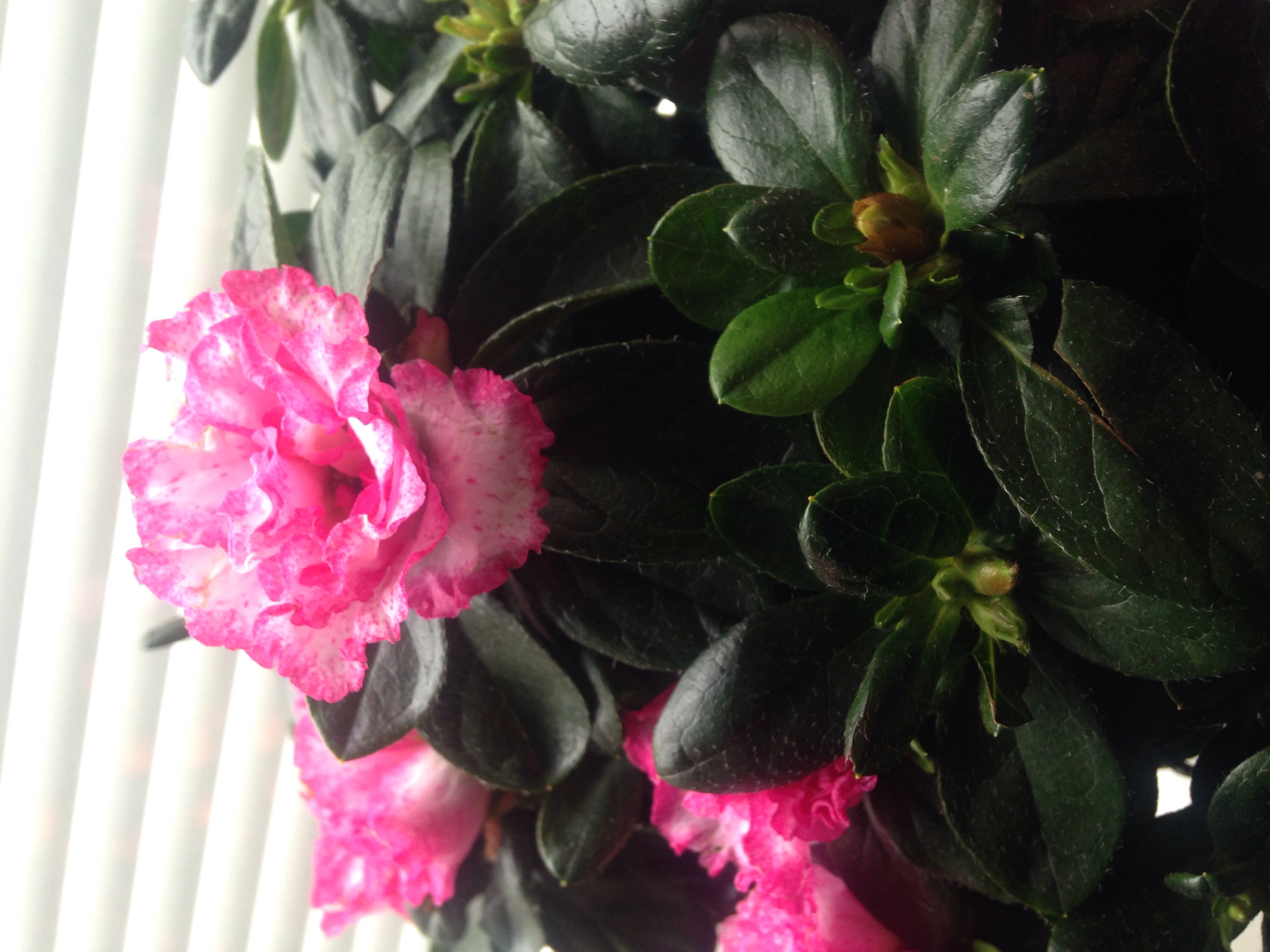 Vilken blomma | Odla.nu