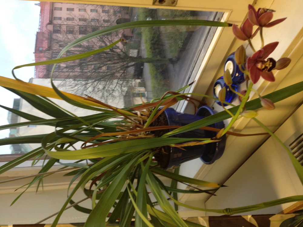 Vad är detta för blomma? | Odla.nu