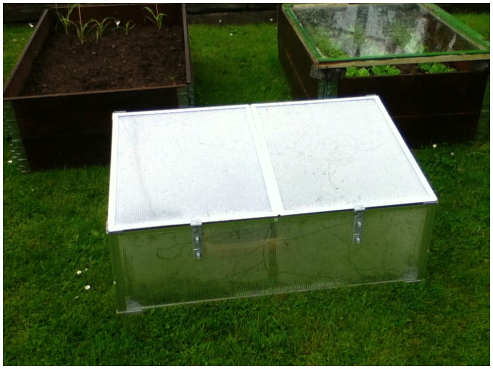 Melon i drivbänk | Odla.nu