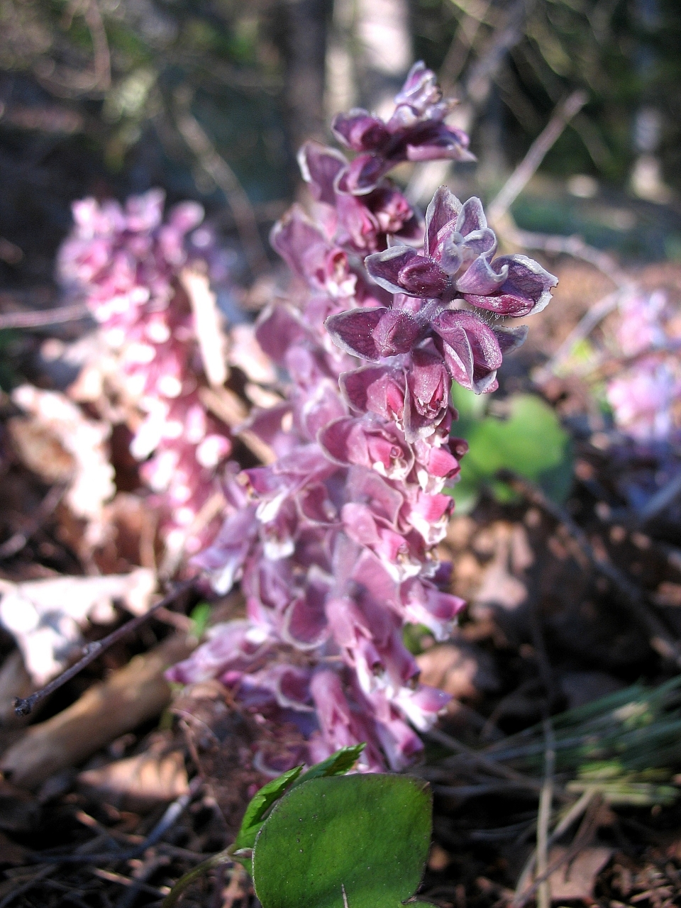 Vad är detta för blomma? | Odla.nu