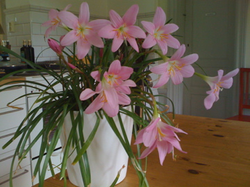 Vilken lilja har jag? | Odla.nu