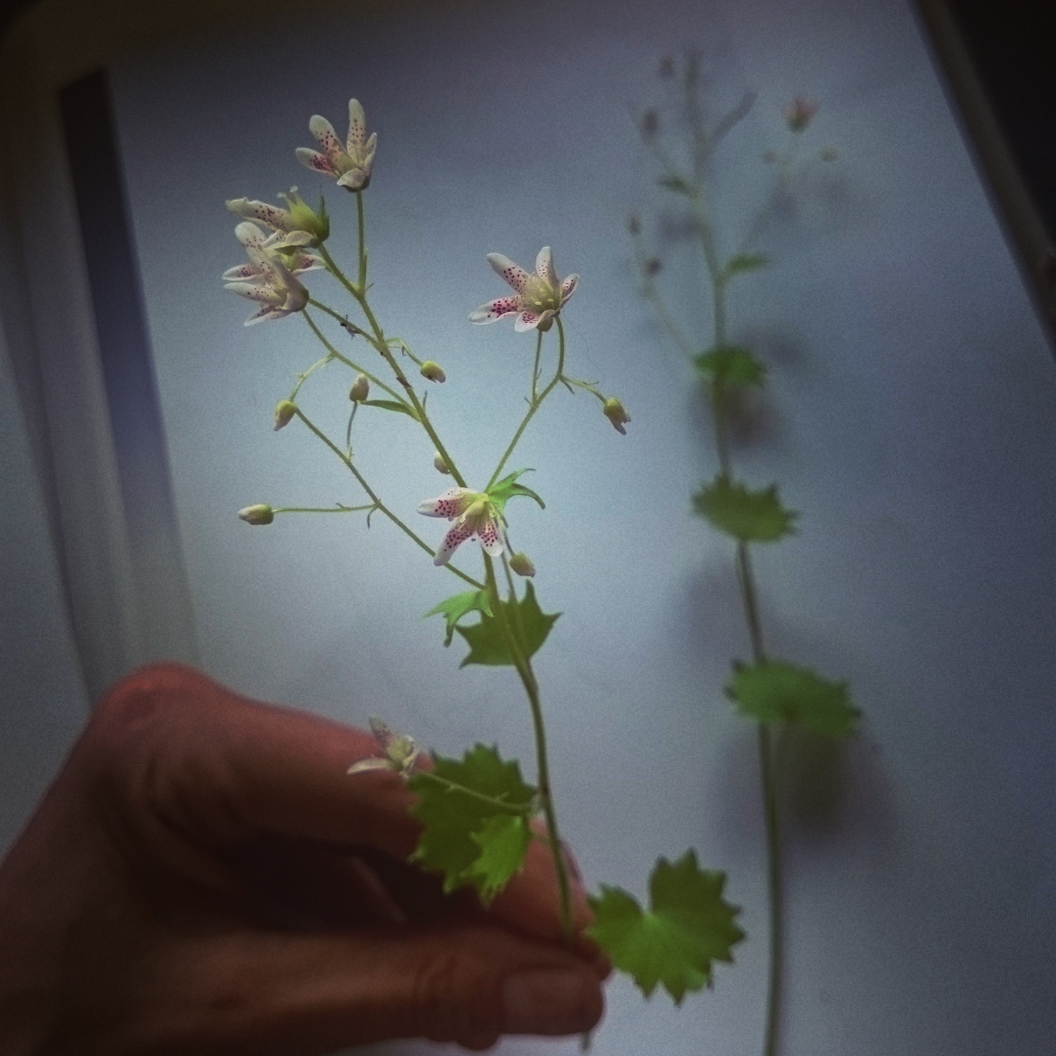 Vad är det för blomma? | Odla.nu